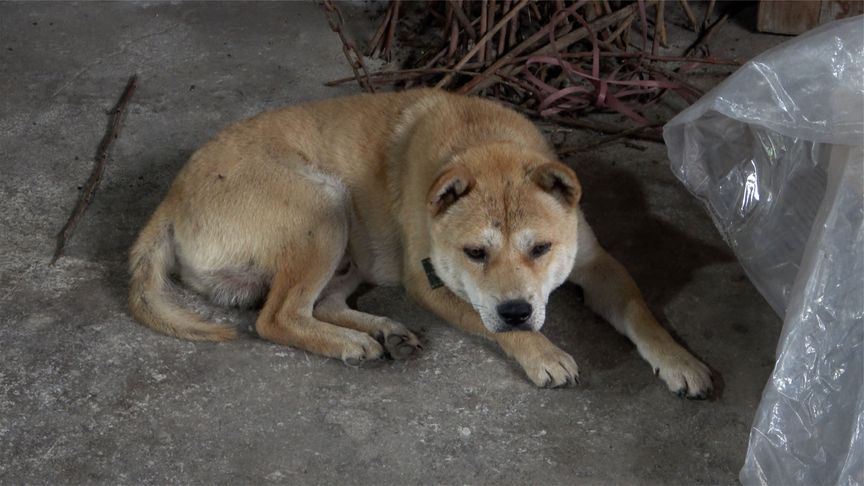 狗病该如何治疗?看完这个视频你不在花冤枉钱