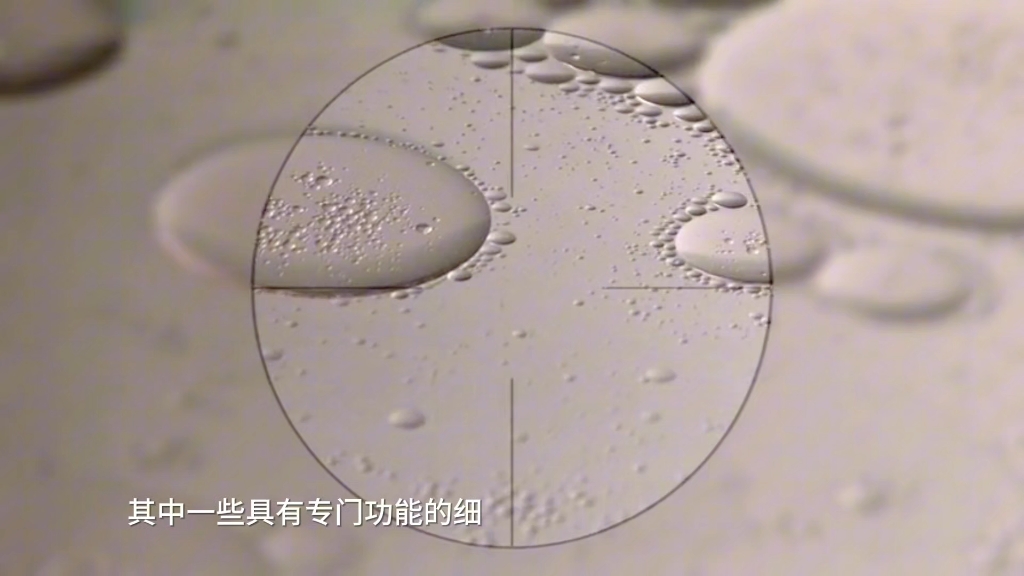 无限寿命的生物:灯塔水母