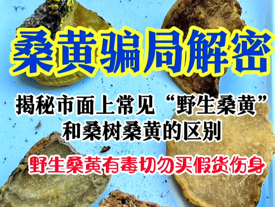 野生桑黄和桑树桑黄的区别大揭秘,注意:野生桑黄有的有毒,切勿贪便宜...