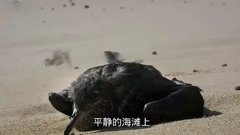 我们所扔掉的塑料垃圾,竟然已经夺走了无数动物的生命!纪录片