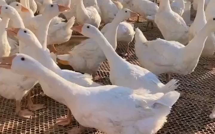 小鹅感冒简单治疗方法 鹅感冒咳嗽喂什么药