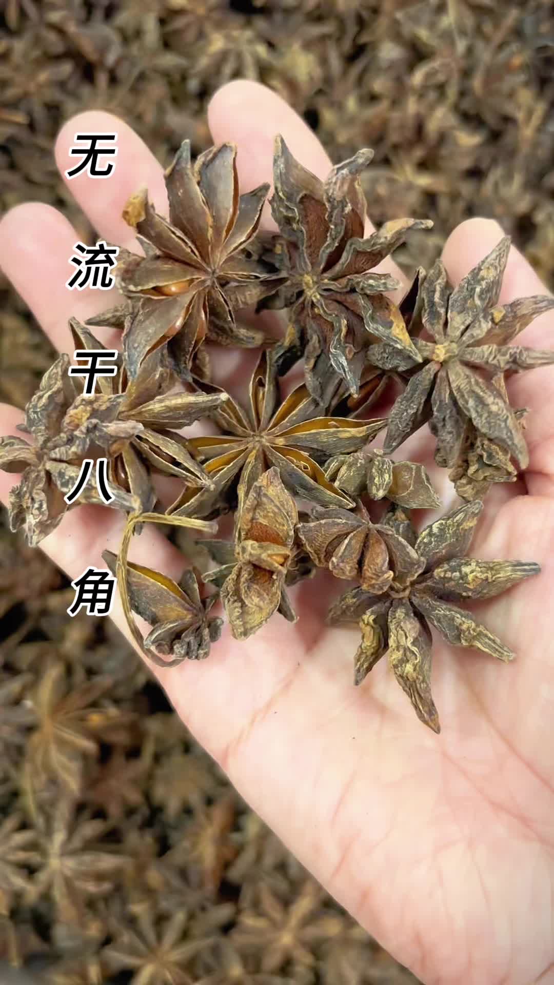 #干八角 老树足 干无硫 八角大料香料 调味料