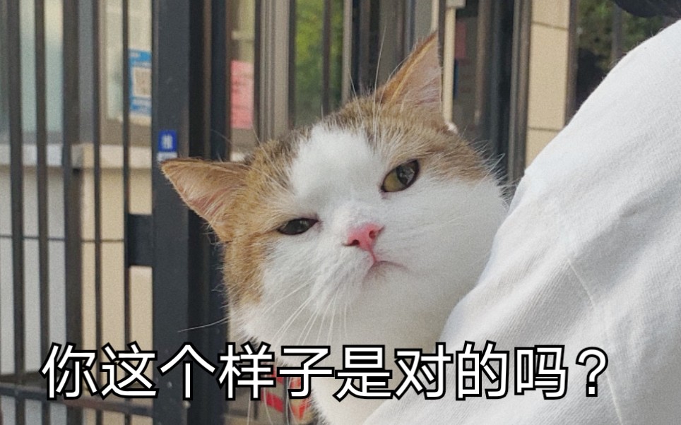 【KB家的帮帮】平时的KBvs和猫猫在一起的某呆又呆是什么样子