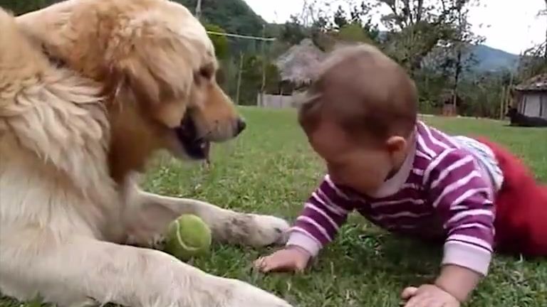 最适合家庭饲养的7种狗,第六可以说是狗界明星,看你家狗上榜没