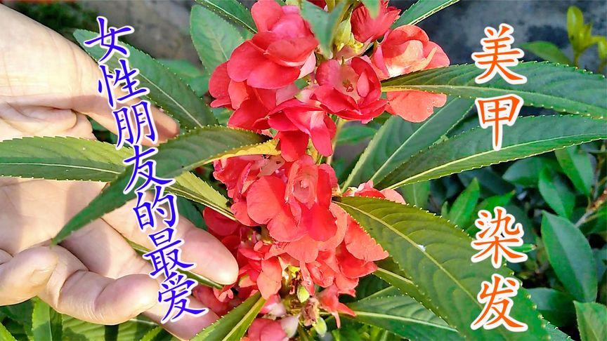 指甲花又叫凤仙花,它的这些好处你知道吗?快看下或许对你有帮助