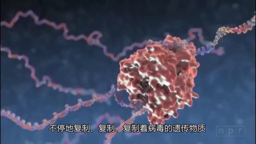 病毒如何进入细胞并快速在身体里传播。