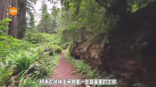 整棵树都在“流血”!世界最不寻常的树似乎有一种神奇的魔力