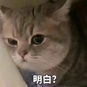 大头猪猪 