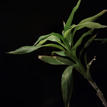 小口小口喝小麦果汁 