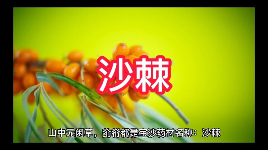 中药沙棘的作用与功效。@晓医时代 @祖传中医肖春林