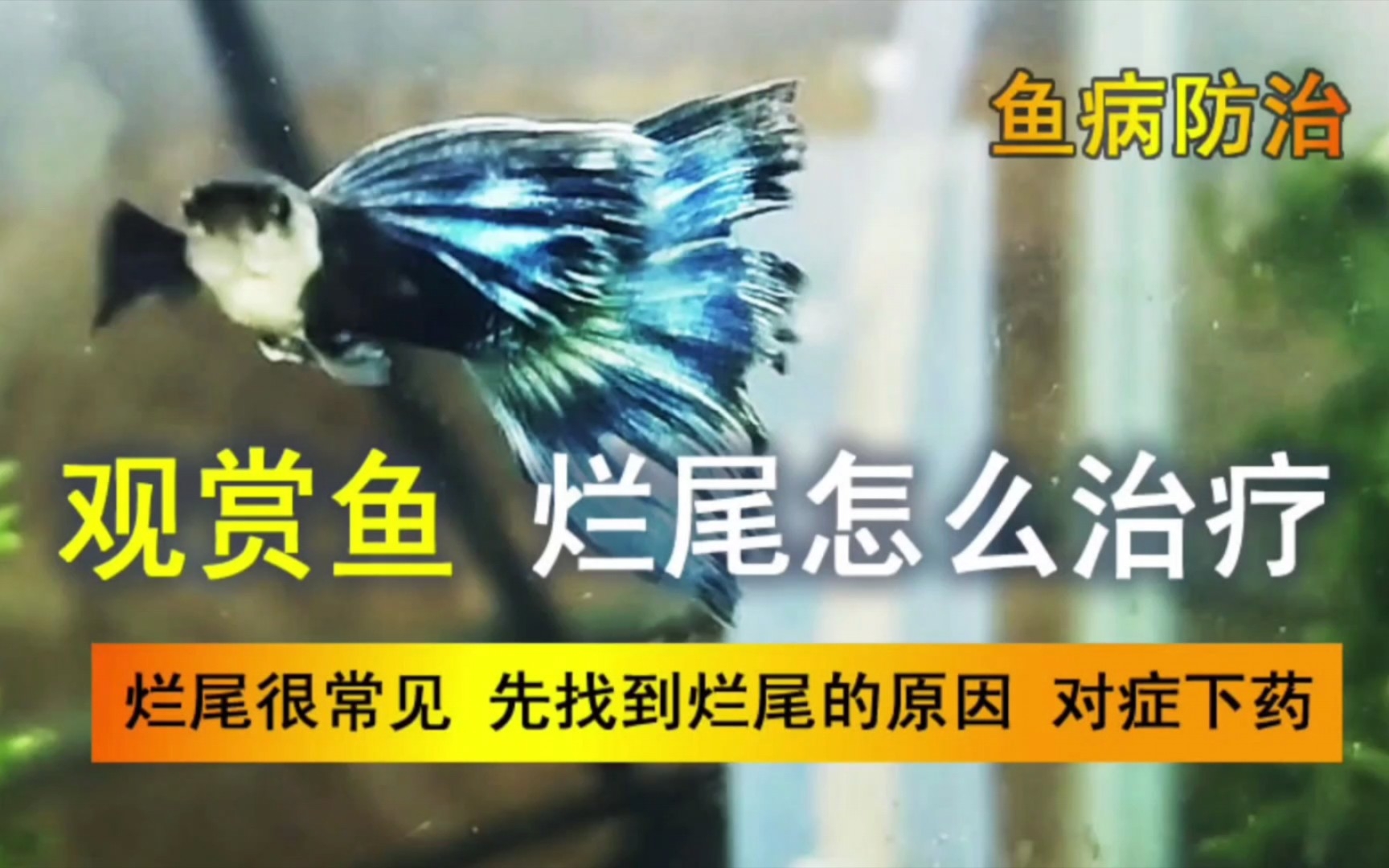 观赏鱼烂尾怎么办,告诉你几种方案,找到病因对症下药