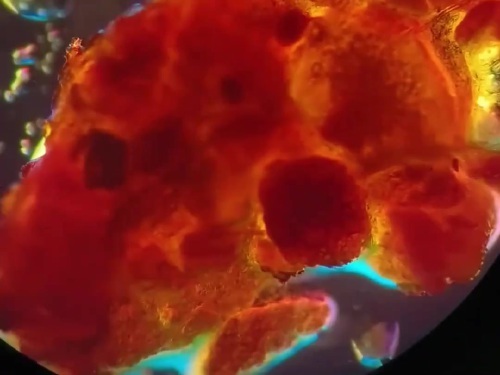 在显微镜透视的奇妙世界!震撼与惊奇并存