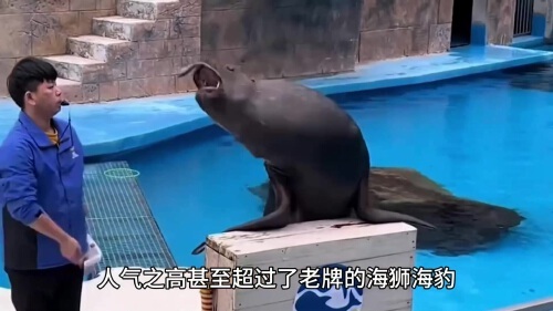 这只狸花猫太会撒娇简直是小戏精!卖艺猫咪的迷惑行为大公开,萌翻天...