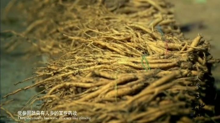 人参与党参的区别,可别被世面上忽悠了!它们俩有同源同相之处!