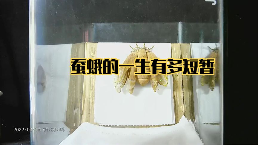 3分钟带你看蚕蛹变蚕蛾在到生命完结都经历了什么