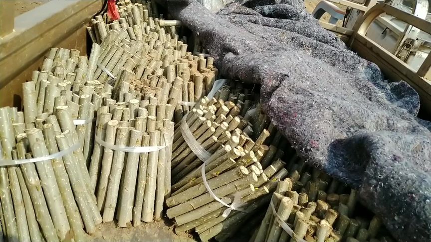 在农村生活了30年,今天才知道原来树苗是这样种植的