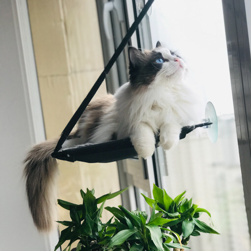 猪娣儿是一只猫 