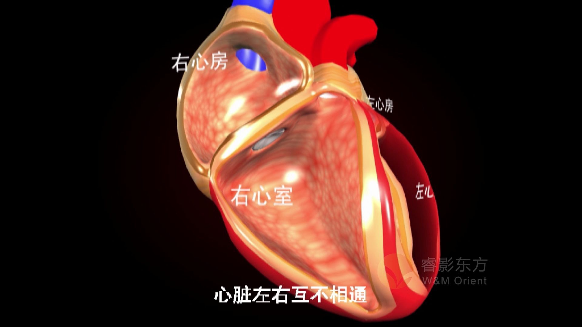 原创科普医学动画连载009—血液循环系统科普第一集