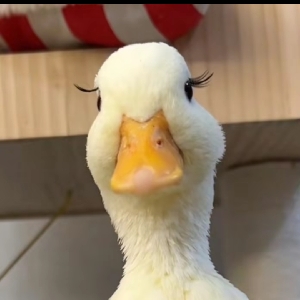 大表哥一号 