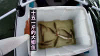 市场土鲫鱼价格15元一斤,到大沙坑下丝网抓鱼送人,清一色大板鲫