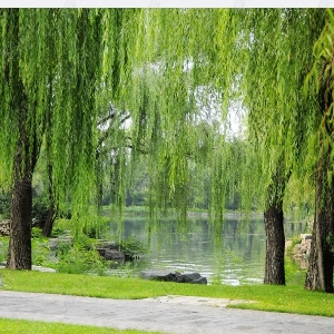 一只人畜无害的奇美拉 