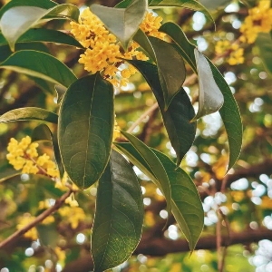 江浙雷神拖杰克逊 
