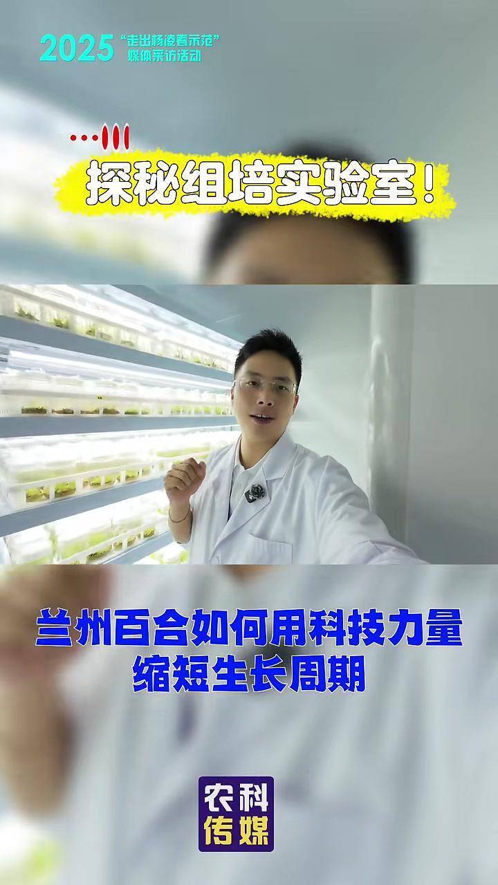 探秘组培实验室!兰州百合如何用科技力量,缩短生长周期传统兰州百合...