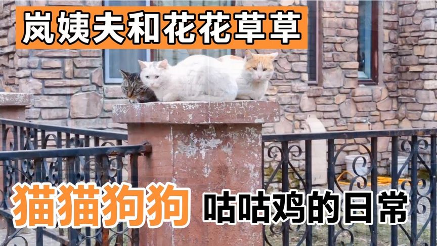 今天换个口味,把这几天拍的花花草草猫猫狗狗和咕咕鸡的视频发发
