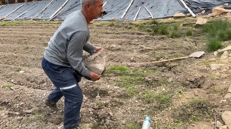 不上化肥,不打农药的庄稼,原始种植的收成会怎么让我们期待