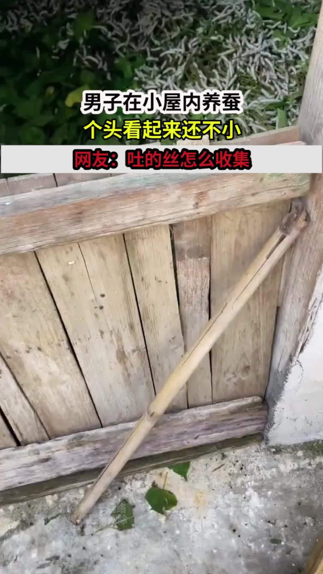 男子在小屋内养蚕,个头看起来还不小,网友:吐的丝怎么收集