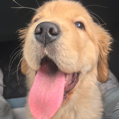 微微轻风吹翠柳 