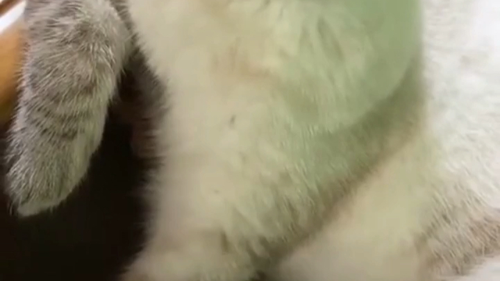 书法课老师的猫一直在喝墨水