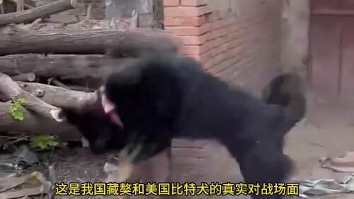 比特犬vs藏獒,谁使狗中王者