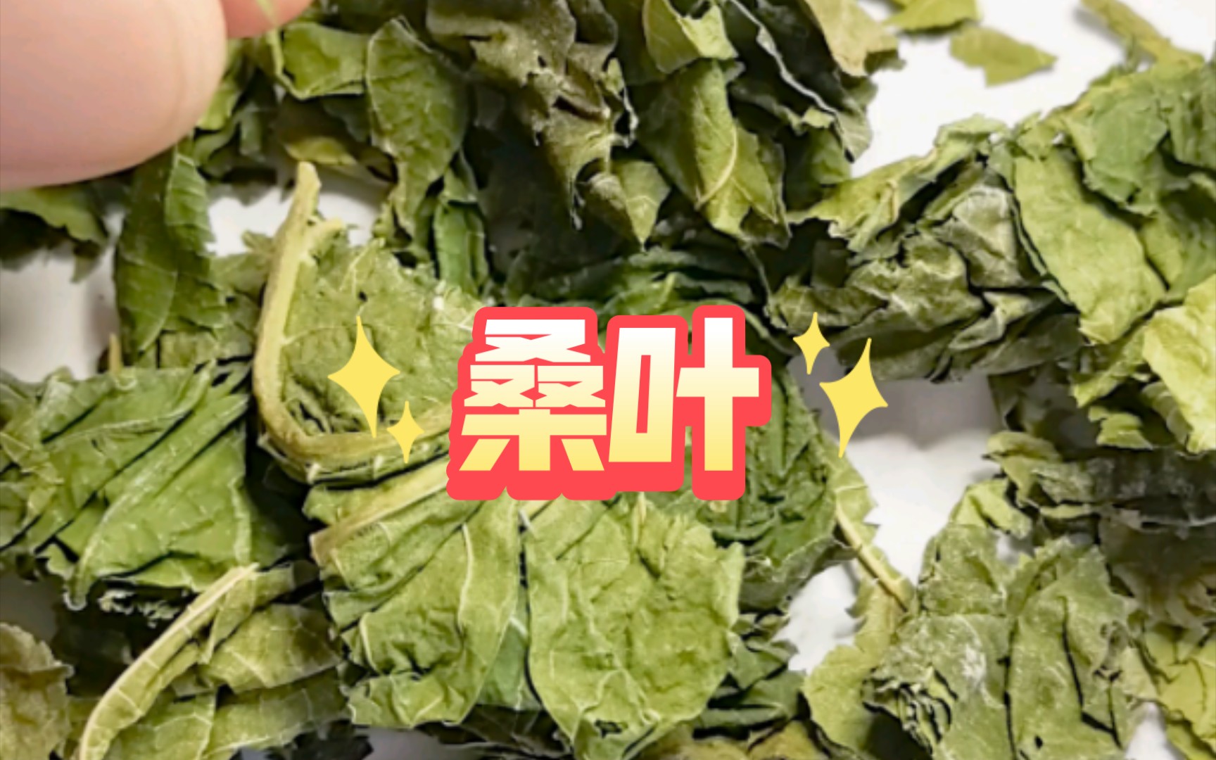 中药材桑叶,桑树浑身都是药材