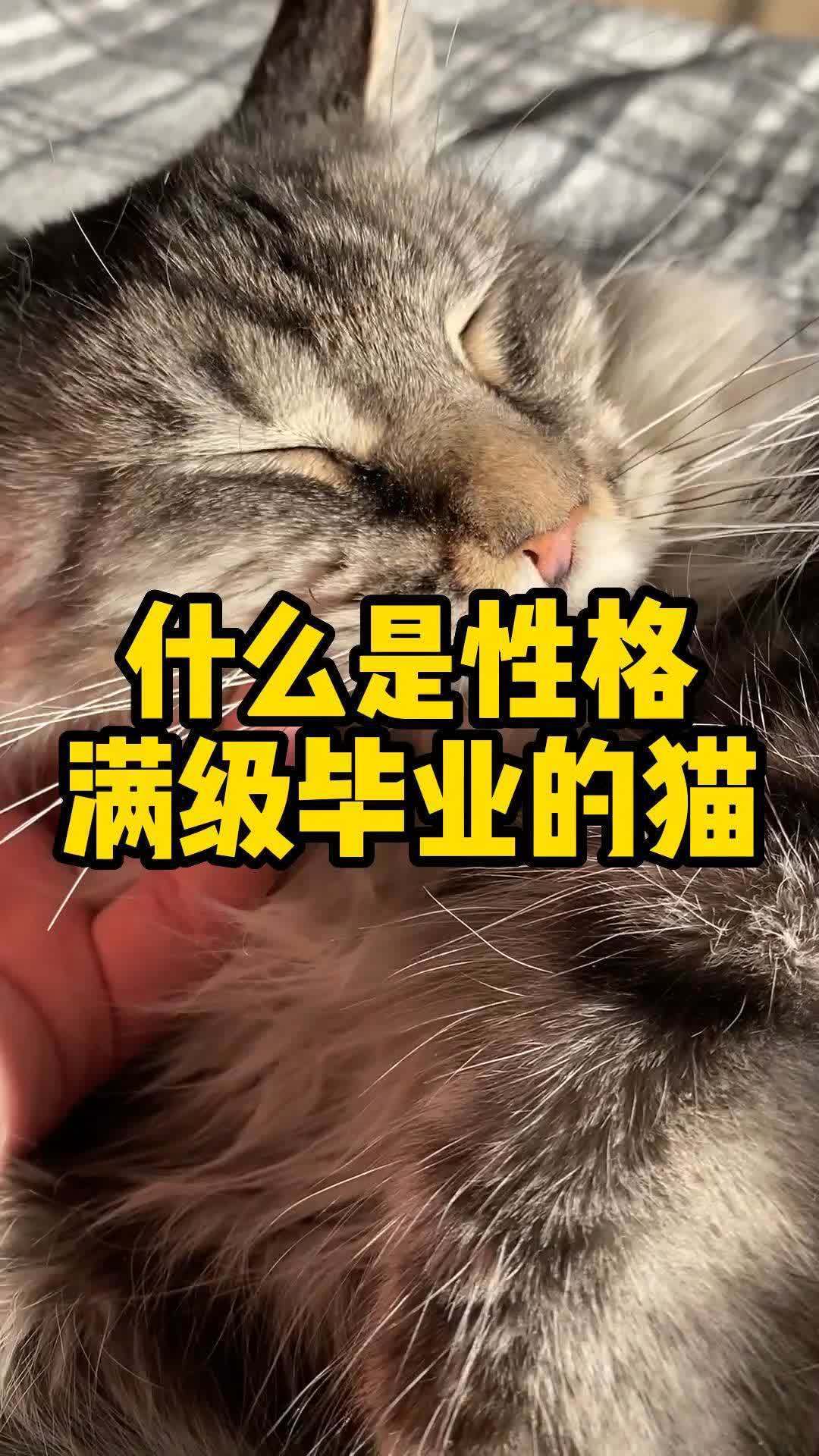 这只猫是被我折磨后 一个完全随你便的状态猫咪的社会化训练