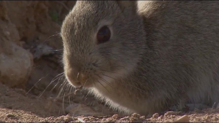 对动物来说,吃是生活中的主要内容,但饮食结构可能不同