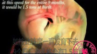 人类怀孕诞生过程_标清_(new)
