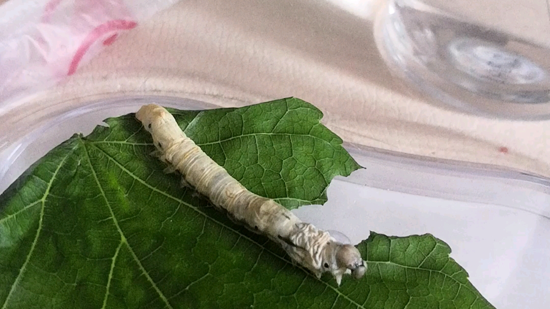 原速观察蚕宝宝蜕皮,强迫症暴怒!因为观察不到头尾,哎嘿～