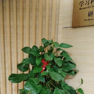 水母小姐在上海 