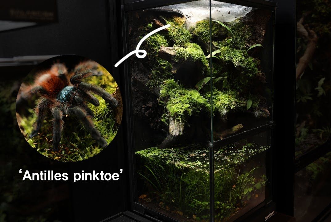 [雨林缸]如何制作树栖狼蛛雨林缸biotope gallery