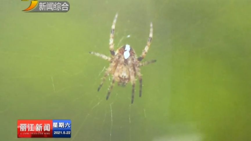 「丽江热线」我市开展国际生物多样性日主题宣传活动