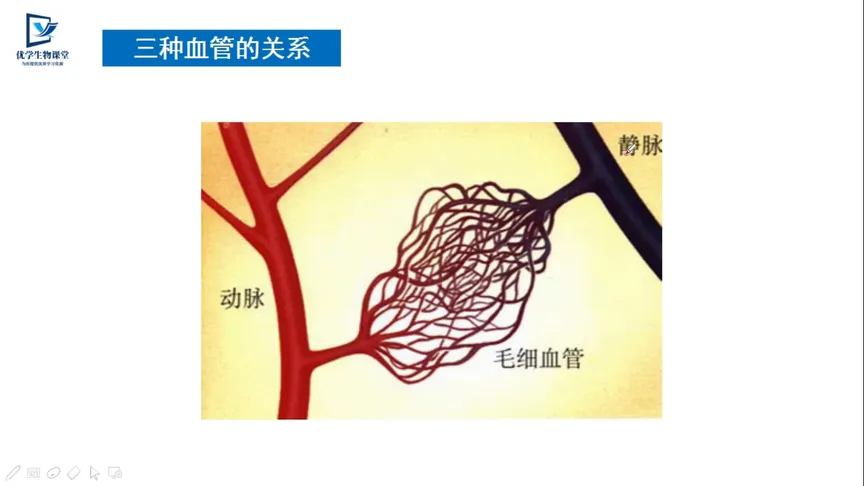 认识人类的三种血管,了解血管的特点,以防出血时急救