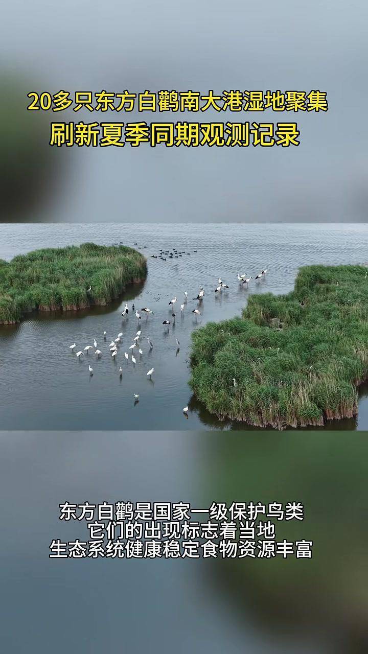 ...它们的出现标志着当地生态系统健康稳定、食物资源丰富。记者:张倩...