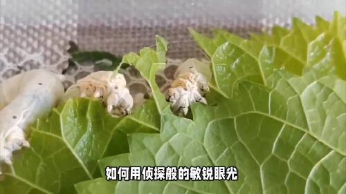 养蚕人必看!X光辨雌蛹VS雄蛾抱握器,揭秘蚕宝宝性别鉴定黑科技!