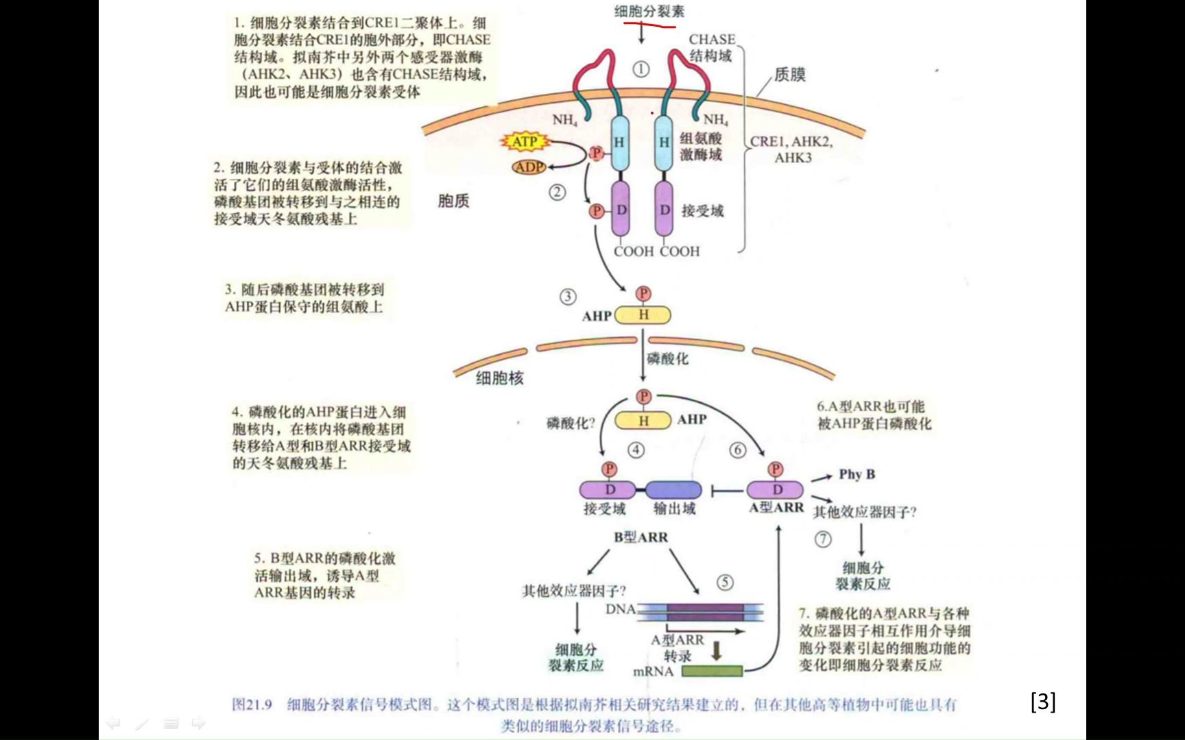【细胞生物学讨论】9 细胞信号转导(9)植物细胞信号通路-上
