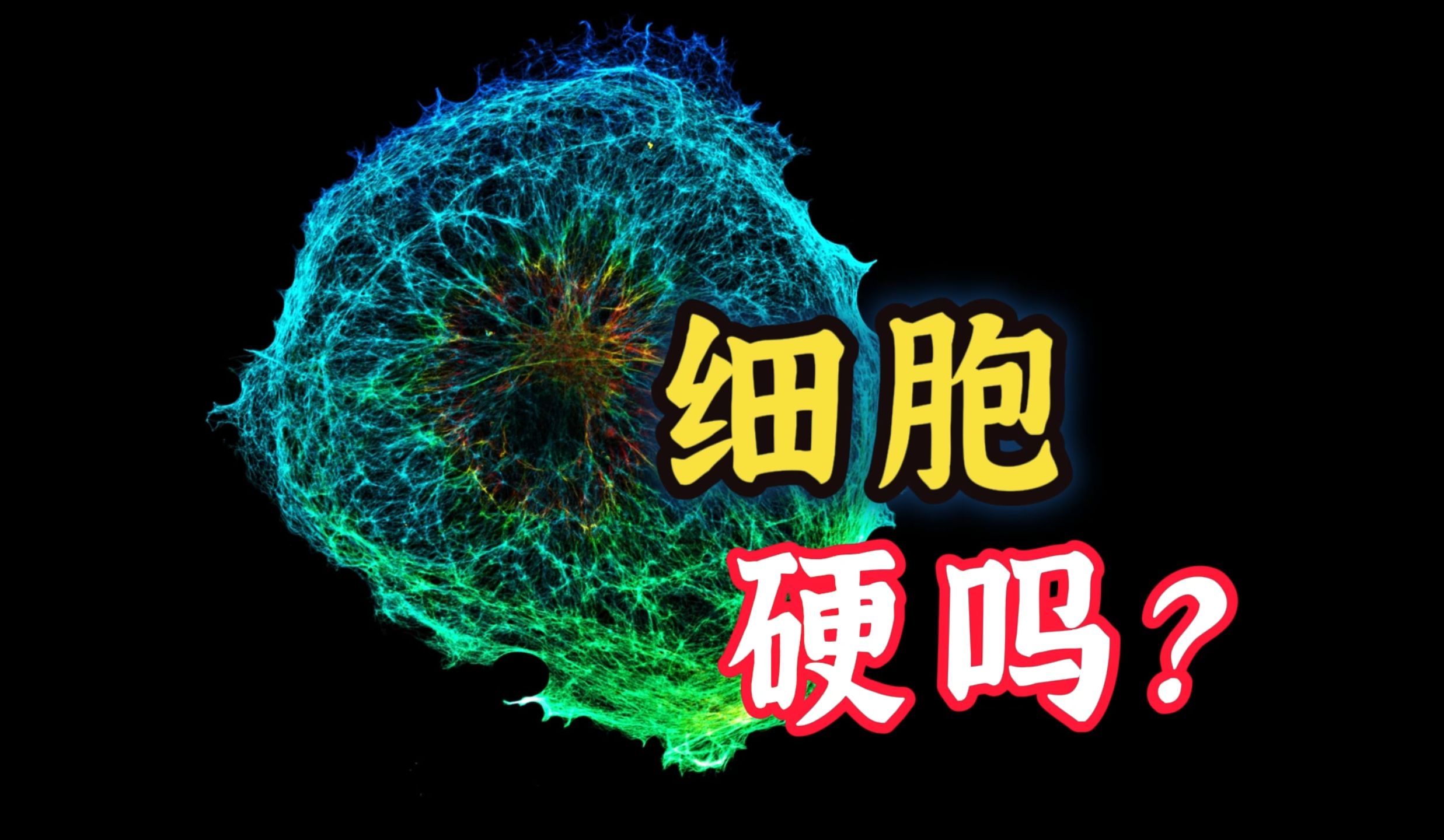 [细胞秘事21]细胞骨架(下):细胞硬吗?