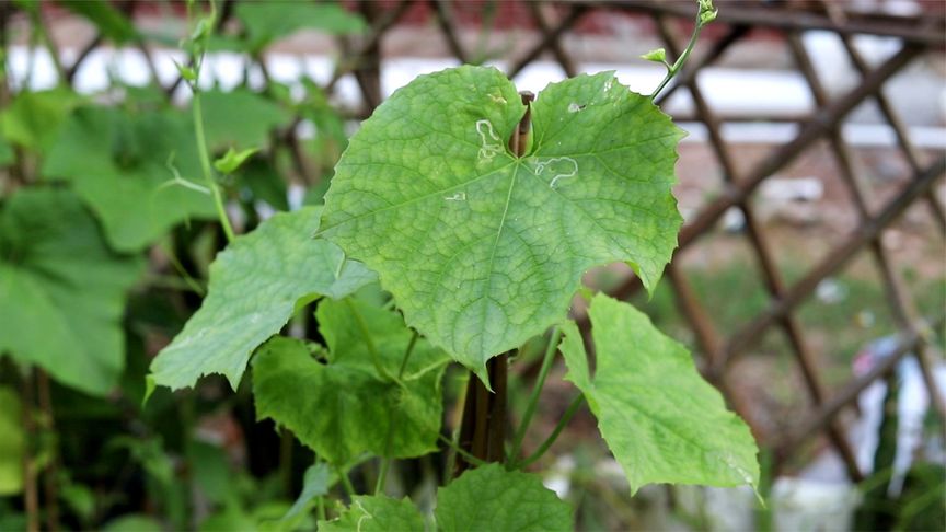丝瓜出现这1个“信号”,做到1点,叶子肥生长旺