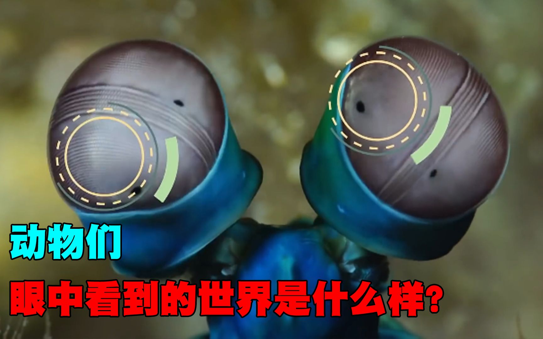 带你们,观看不同动物眼中的世界