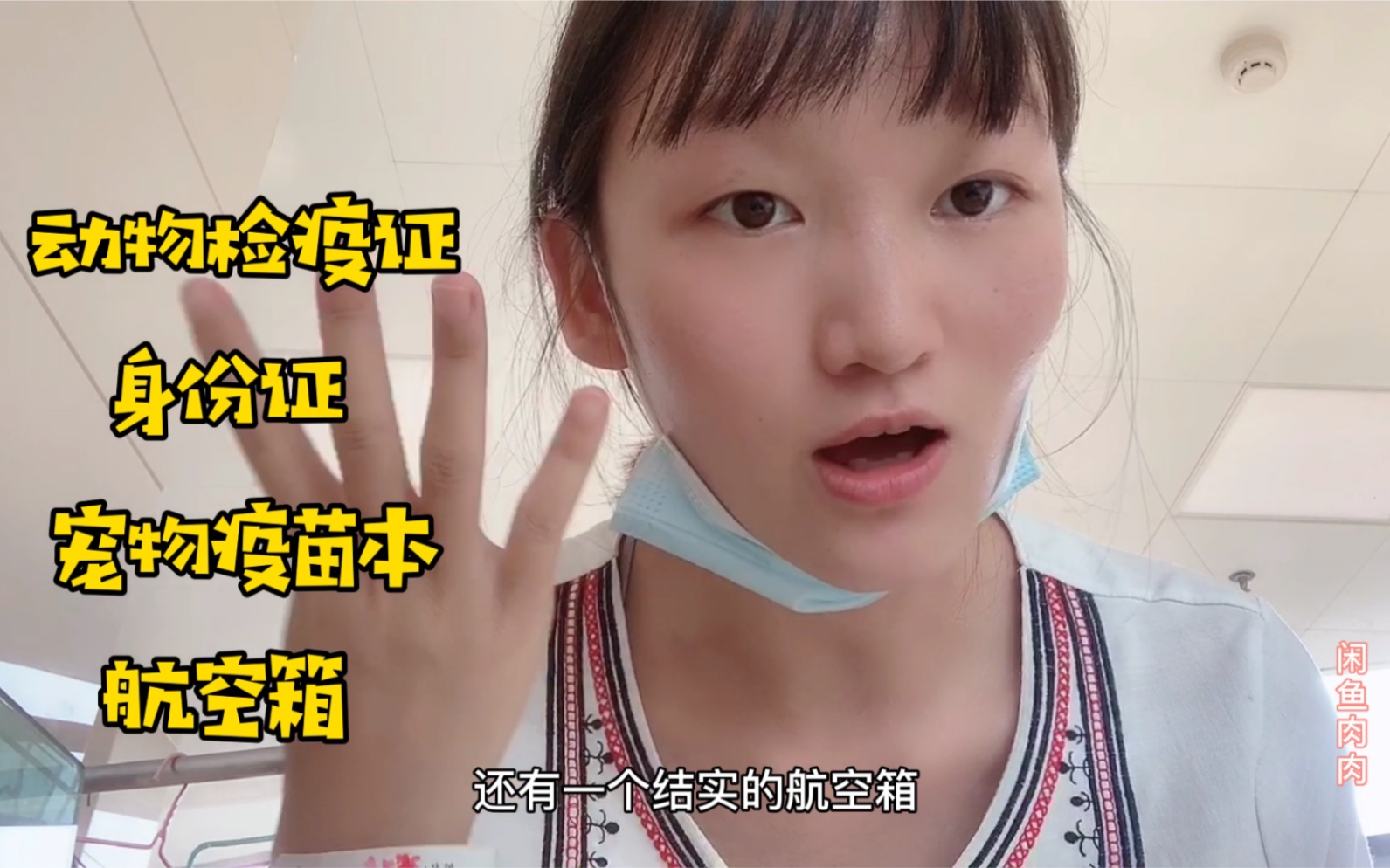 宠物托运步骤：飞机火车大巴三种交通方式，哪种出行方式是你家爱宠的最爱呢