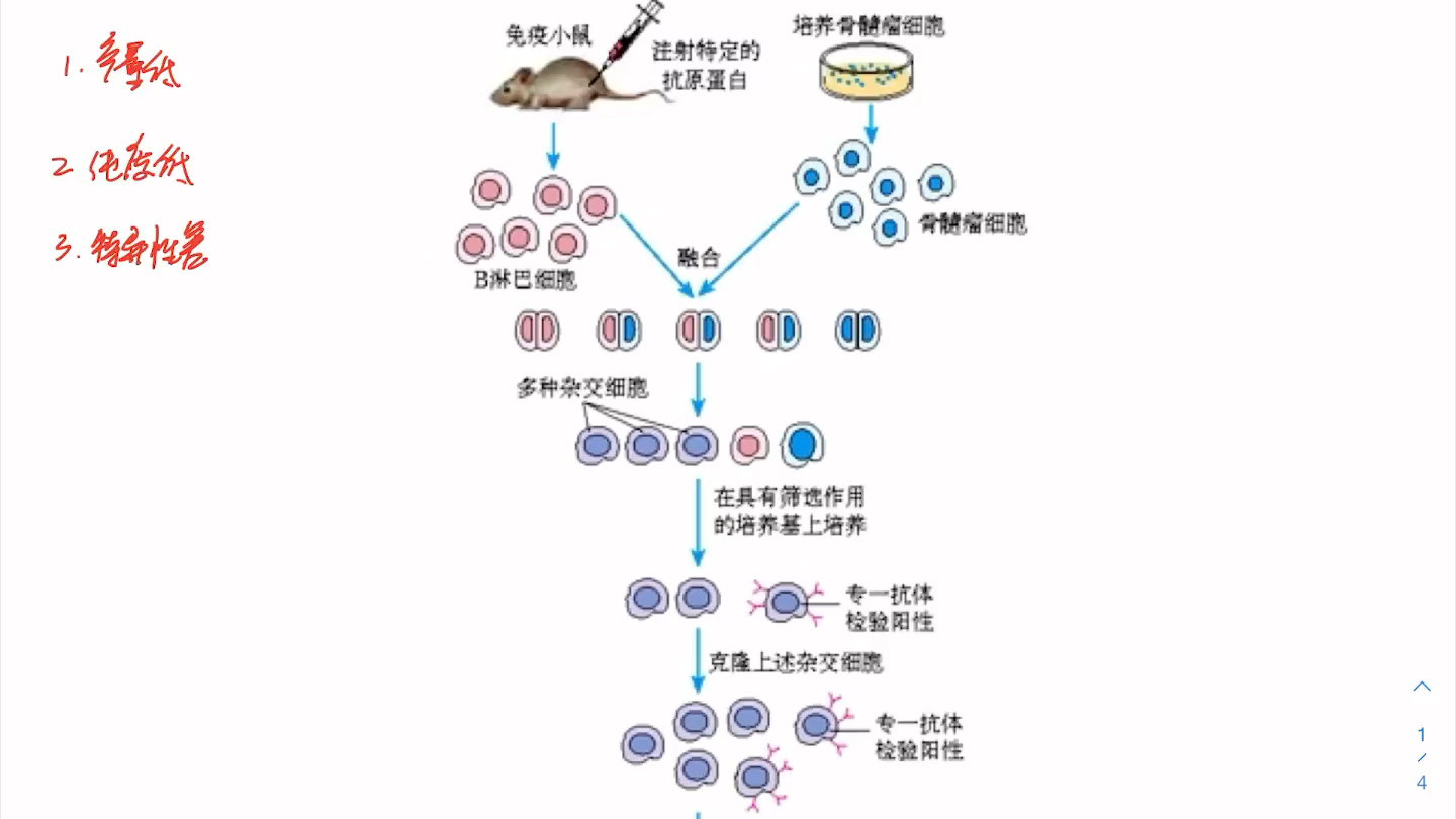 单克隆抗体微课